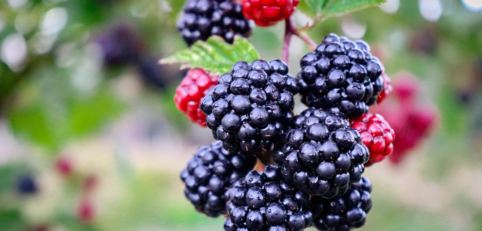 Charlie's Produce | Fruit & Vegetable Wholesale Distribution