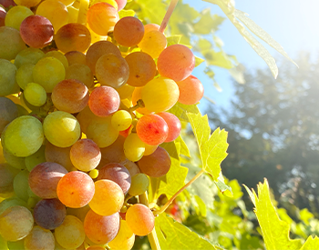 The Charlie’s Story | Charlie's Produce